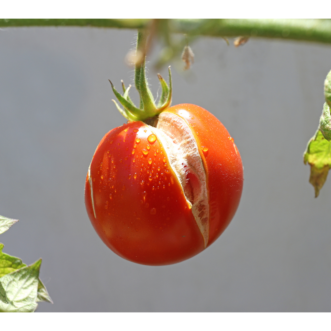 From end rot to splitting, we have solutions to your tomato troubles ...