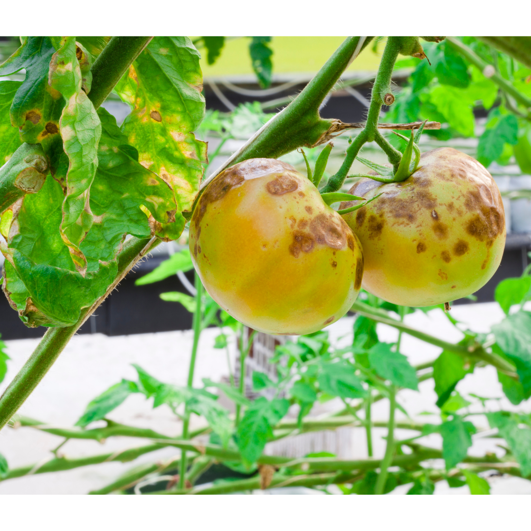 From end rot to splitting, we have solutions to your tomato troubles ...