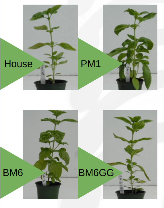 The Influence of PittMoss in Spring Growth Trials on the Performance of ...