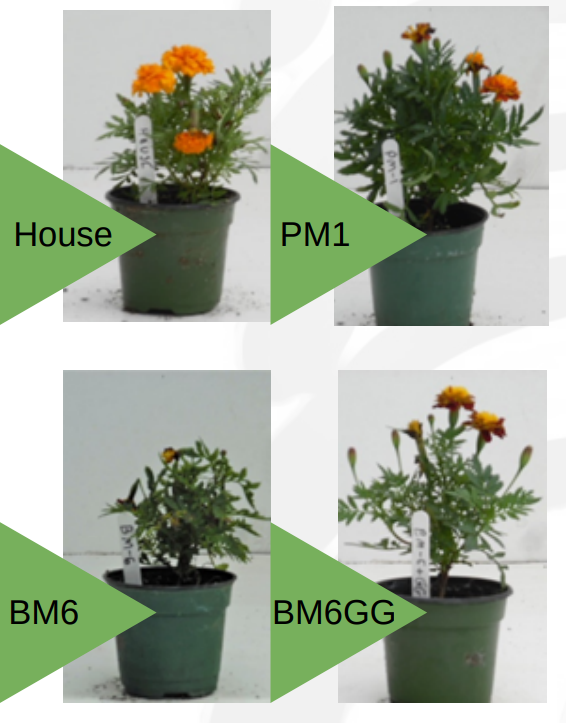 The Influence of PittMoss in Spring Growth Trials on the Performance of ...